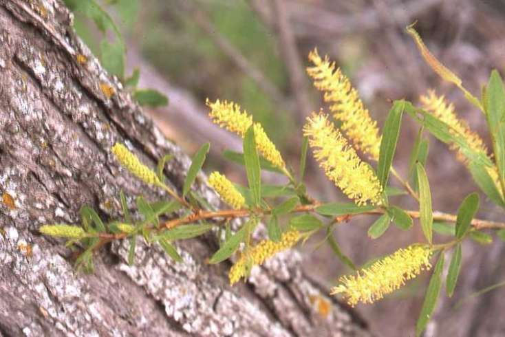 Salix Nigra – Ohio Native Habitat Nursery